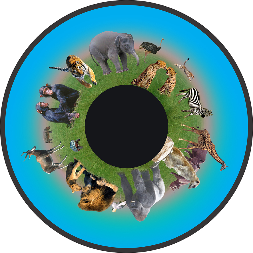 Animals 6" Effect Wheel | Sensory Room Visual Effects